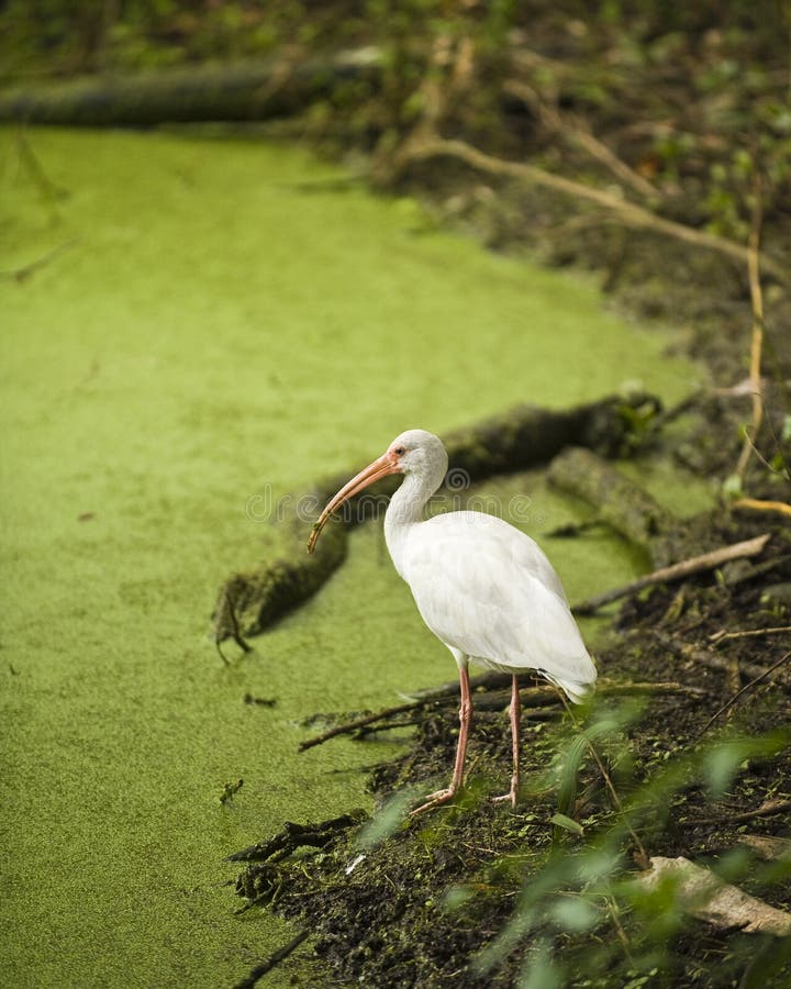 Witte Ibis in een Moeras stock foto. Image of florida - 8011516