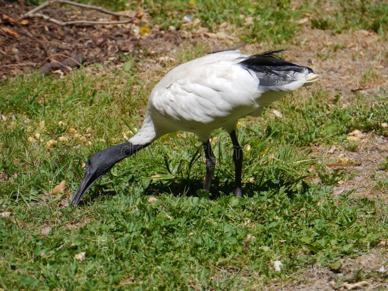 Australische Witte Ibis Met Een Zwart Hoofd Stock Foto - Image of ...