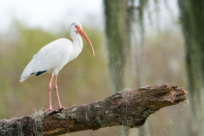 Witte ibis stock afbeelding. Image of vliegen, provincie - 263160561