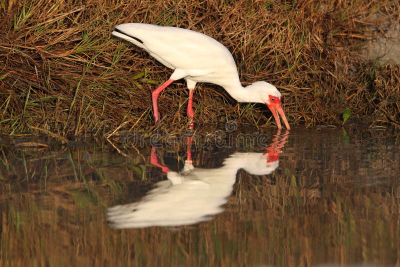 Witte Ibis Die Een Freshly-caught Het Waterslang Eten Van Florida ...