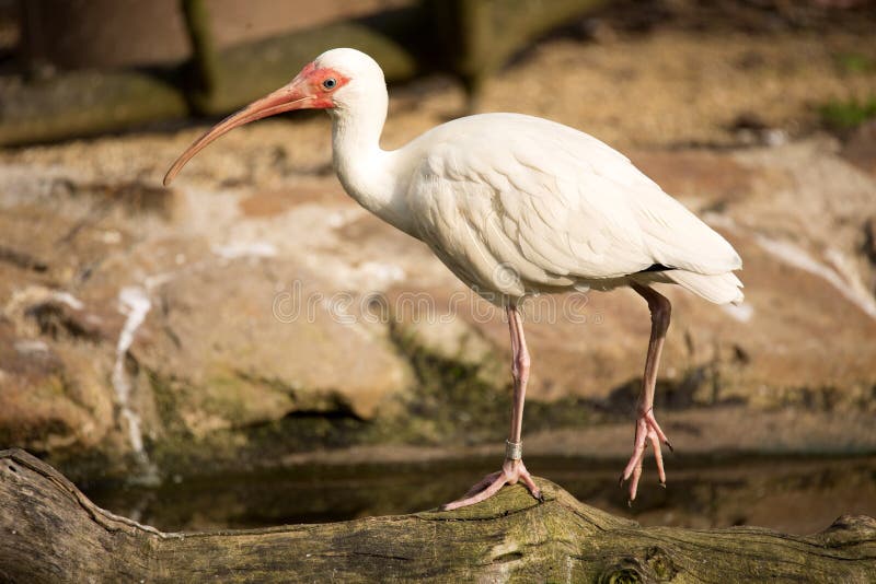 Witte Ibis, Eudocimus-albus, De Jacht Stock Foto - Image of ibis ...