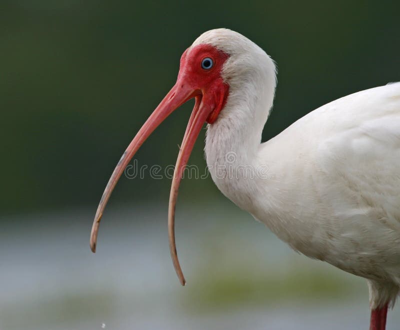 Witte Ibis Met Water in Bek Stock Foto - Image of neiging, vogel: 123120