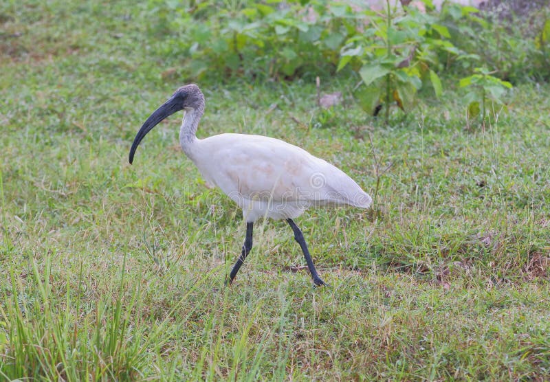 Witte Ibis Die Met Zwarte Kop Zich Met Zijn Reiger Van De ...