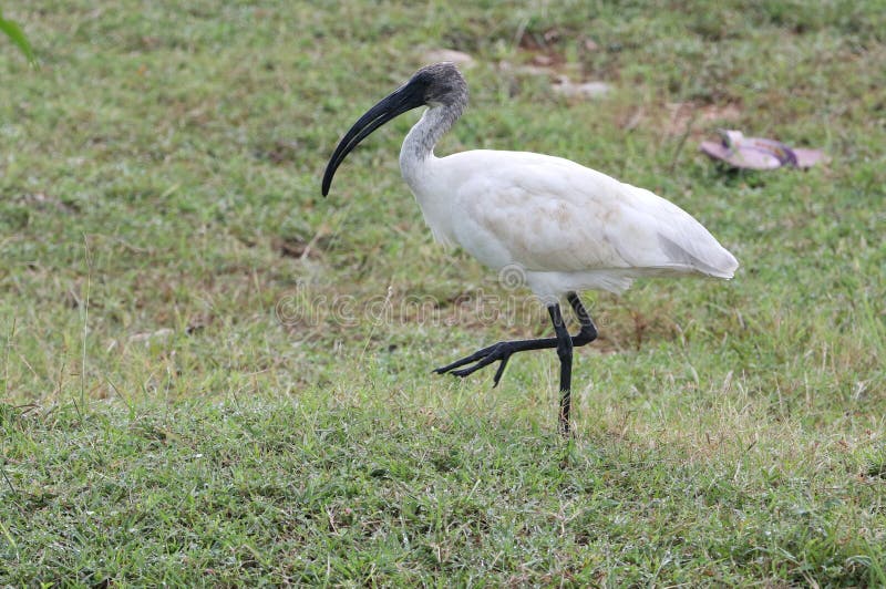 Witte Ibis Die Met Zwarte Kop Zich Met Zijn Reiger Van De ...