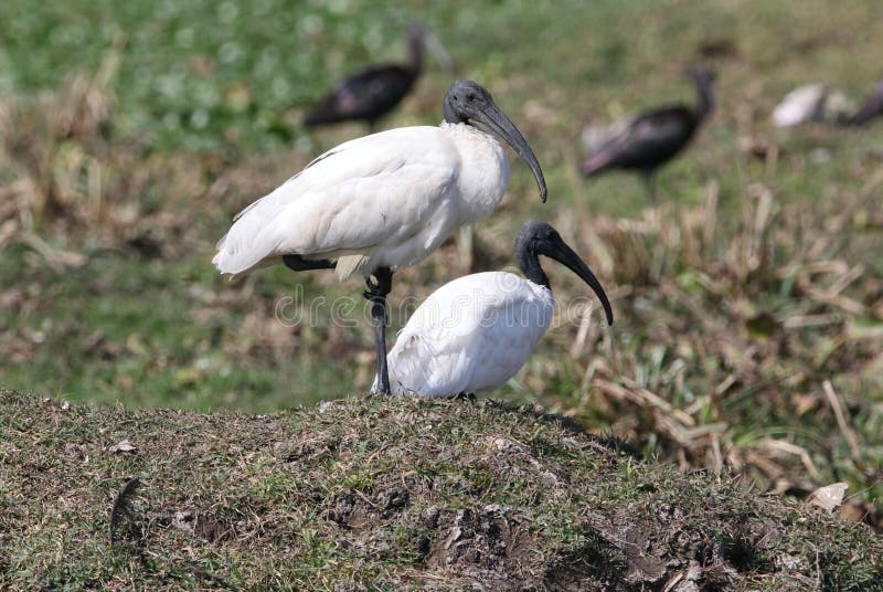 Witte Ibis Die Met Zwarte Kop Zich Met Zijn Reiger Van De ...