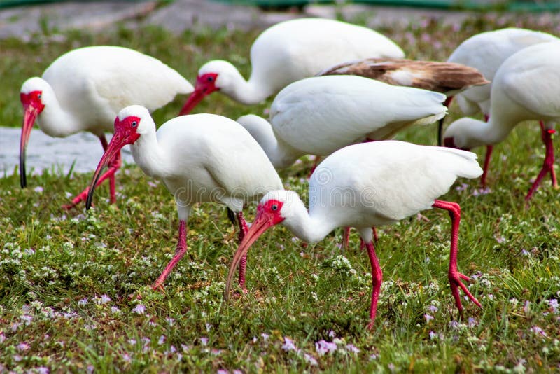 De Ibissen Van Florida Op Cipresstompen Die Worden Neergestreken Stock ...