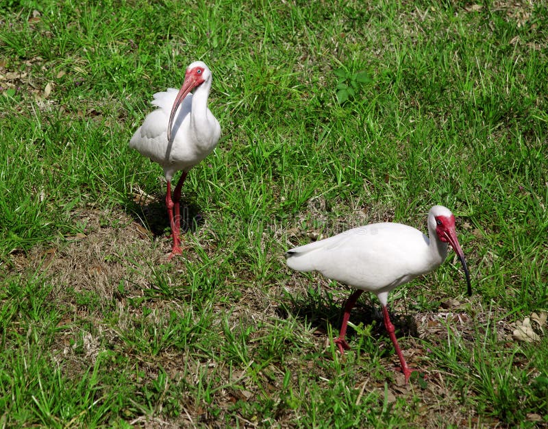 Witte Ibis, Vogels Van Florida Stock Foto - Image of achtergrond, meer ...