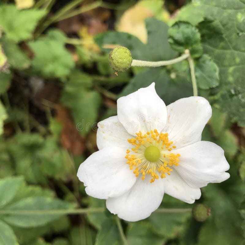 Witte Japanse anemoon stock afbeelding. Image of bloei - 103041739