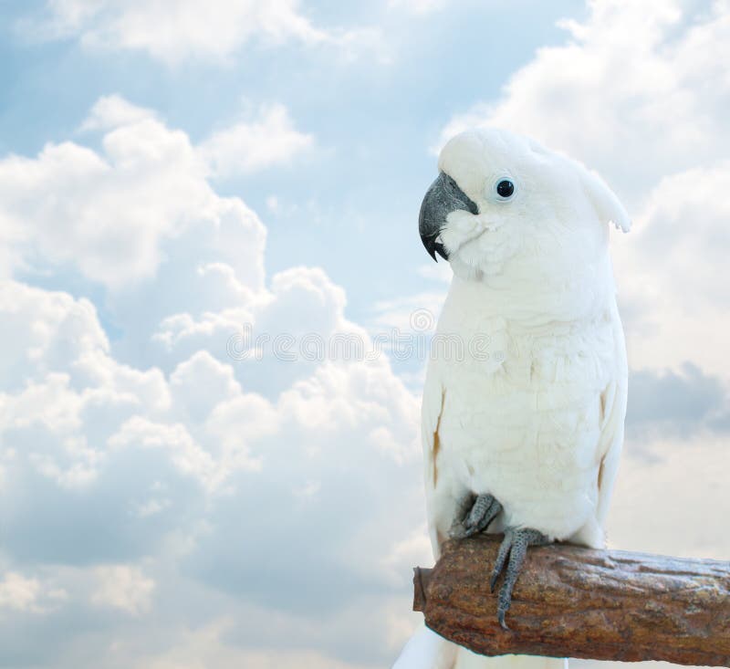 Witte Kaketoe stock afbeelding. Image of wild, kaketoe - 37261469