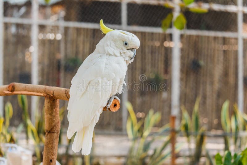 De Witte Kaketoe Eet Op Een Boomtak Stock Afbeelding - Afbeelding ...