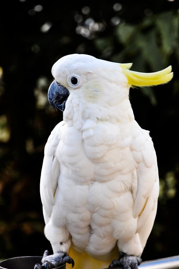 Het Witte & Gele Profiel Van De Kaketoe Stock Afbeelding - Afbeelding ...