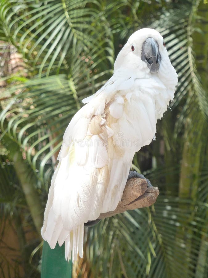 Witte Kaketoe op een Stok stock afbeelding. Afbeelding bestaande uit ...