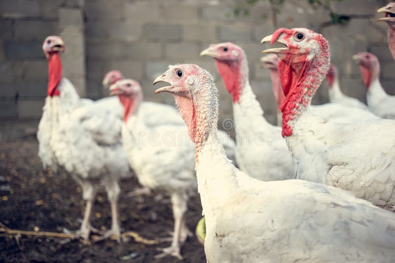 Witte kalkoenen stock afbeelding. Image of landbouwbedrijf - 97933301