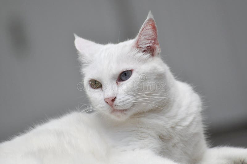 Witte Kat stock afbeelding. Image of neus, profiel, bakkebaarden - 11103231