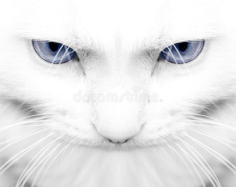 Witte kat stock foto. Image of nieuwsgierigheid, dier - 11942916