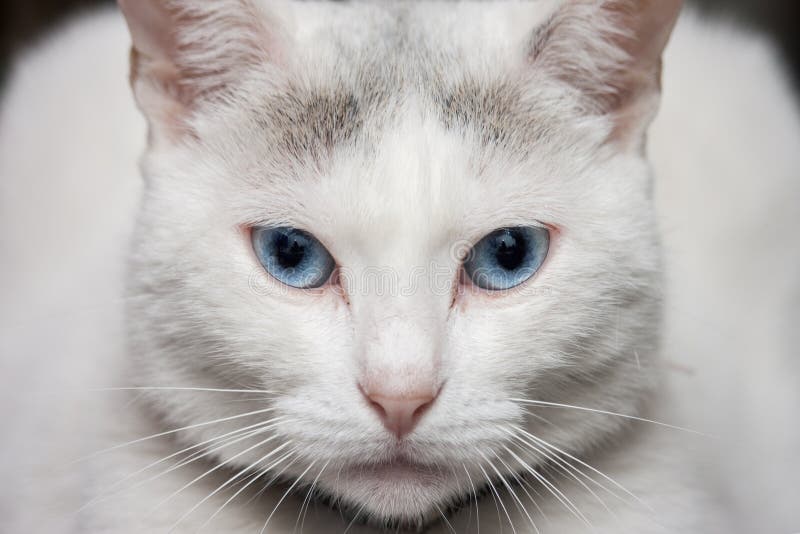 Witte kat stock foto. Image of huisdier, voorzijde, ogen - 120489026