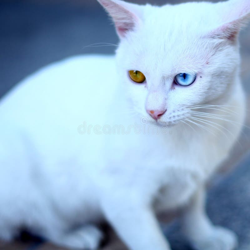 Witte Kat stock foto. Image of guangzhou, china, teken - 17170832