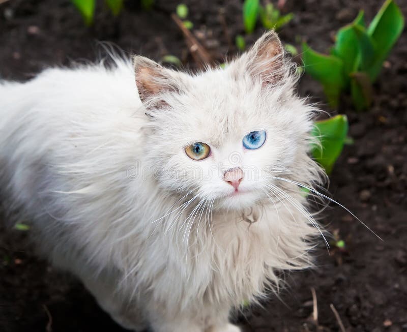 Witte kat stock afbeelding. Image of geel, kleur, dieren - 17697247
