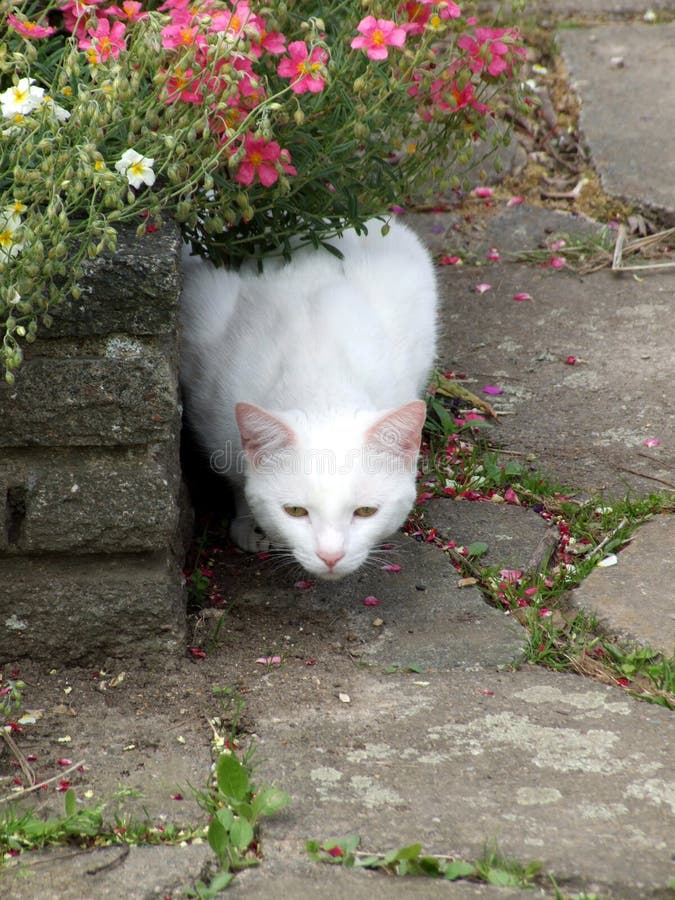 Witte Kat 2 stock afbeelding. Image of textuur, maaien - 868015