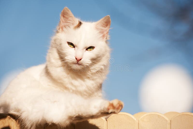 Witte kat stock foto. Image of mannetje, huisdier, neus - 31312832