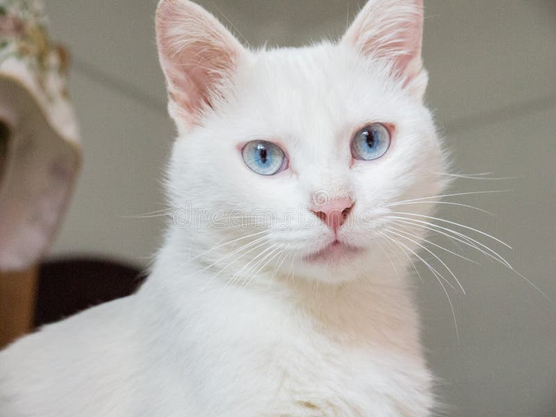 Witte kat stock afbeelding. Image of uitdrukking, gemaskeerd - 41010537