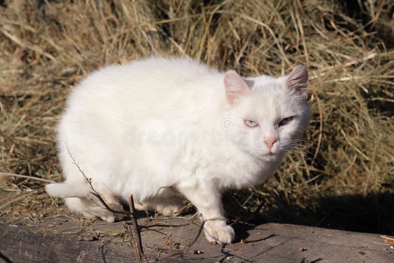 Witte kat stock afbeelding. Image of katten, katachtig - 59973739