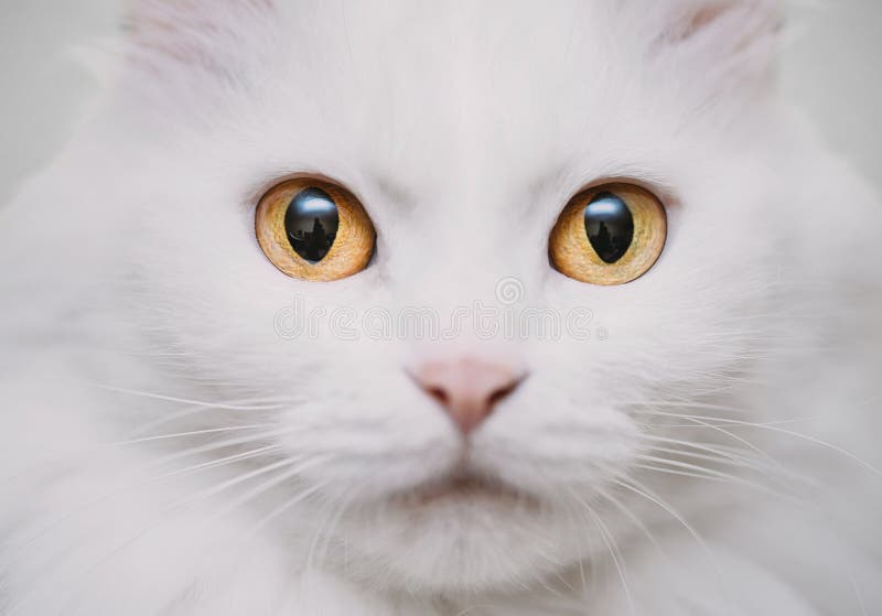 Witte kat stock foto. Image of pluizig, staar, leuk, bont - 64149592