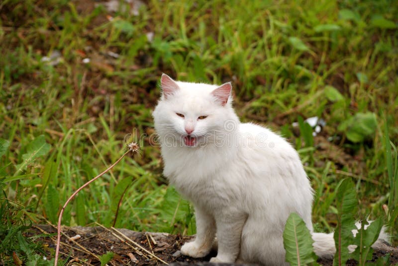 Witte kat stock foto. Image of eten, huisdier, gras, zomer - 9697120