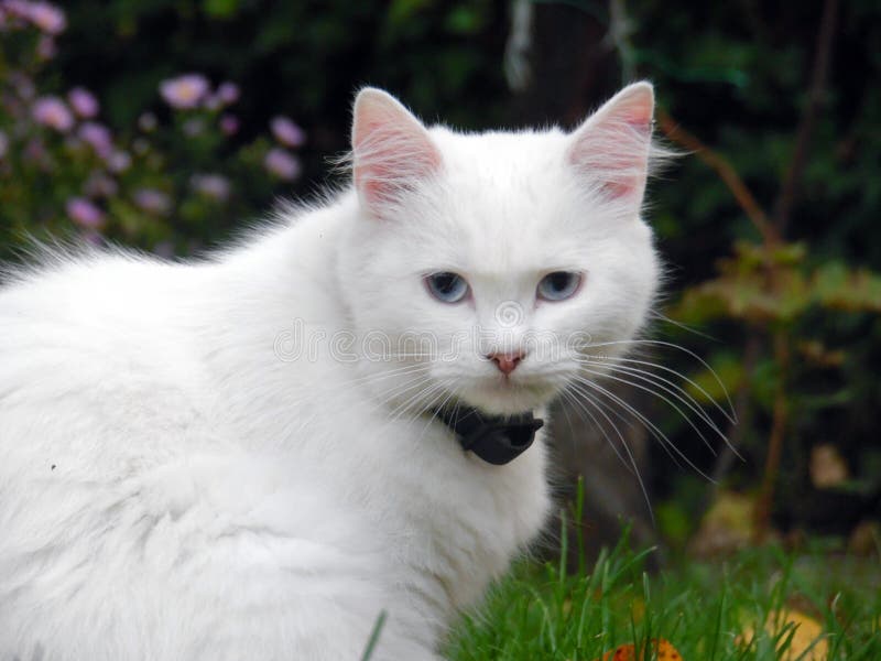 Witte kat met blauwe ogen stock foto. Image of wijfje - 78471748