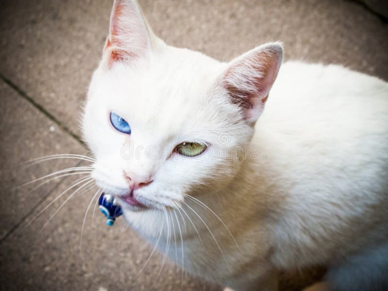 Witte kat, oneven eyed stock foto. Image of klok, zoogdier - 38793682