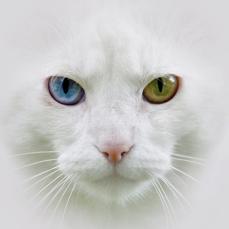 Witte Kat, Verschillende Ogen Stock Afbeelding - Image of huisdier ...