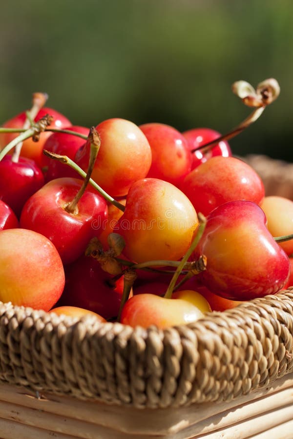 Witte kersen stock foto. Image of fruit, voedzaam, kers - 20295868