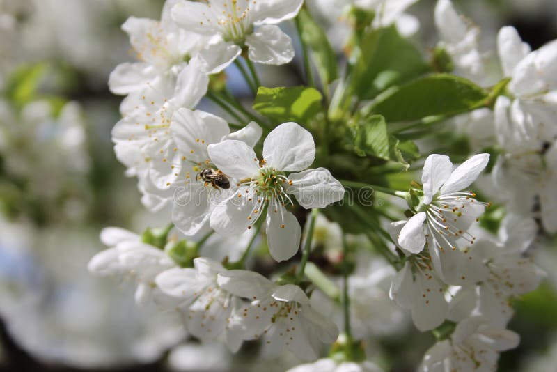 Witte kersenbloesem stock foto. Image of bloei, lente - 35301880