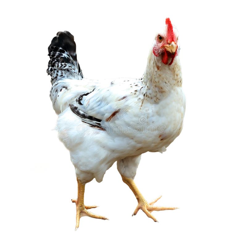 Witte kip stock afbeelding. Image of landbouw, kant, opbrengst - 17178547