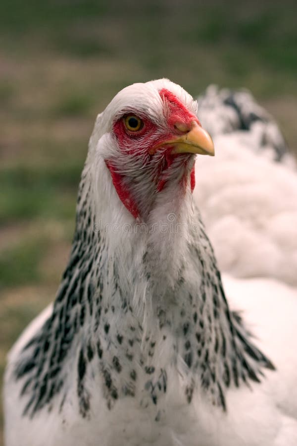 Witte kip stock foto. Image of vlees, binnenlands, gekleurd - 2350980