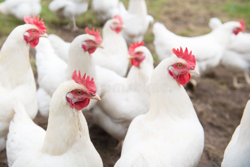 Kip en kippen stock afbeelding. Image of waaier, vrij - 17509459