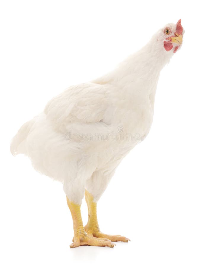 Witte kip stock afbeelding. Image of binnenlands, beeld - 55331183