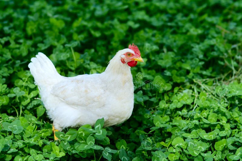 Witte kip stock foto. Image of geacclimatiseerd, voeding - 6737656
