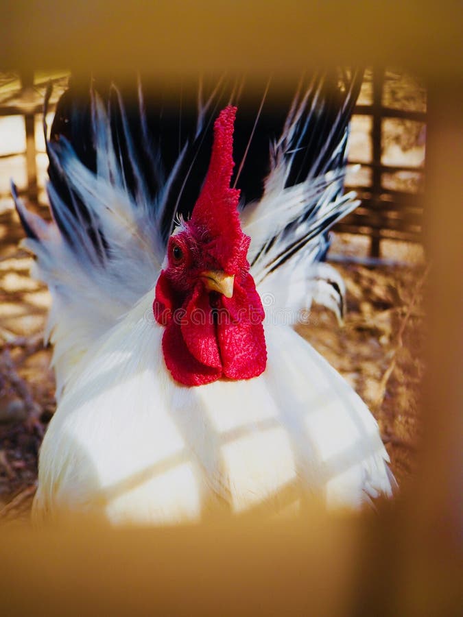 Witte kip in de kooi stock afbeelding. Image of leuk - 136062917