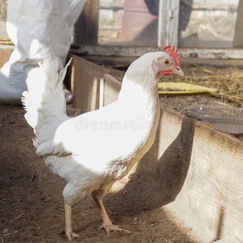 Witte kip op wit. stock afbeelding. Afbeelding bestaande uit studio ...