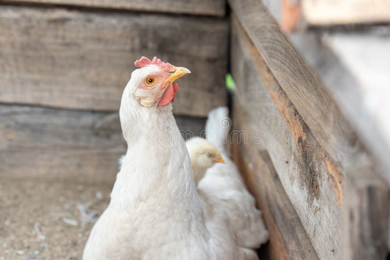 Witte kip en kleine kippen stock foto. Image of liefde - 155194978