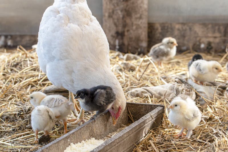 Witte Kip En Kleine Leuke Kippen in De Kooi Stock Foto - Image of ...