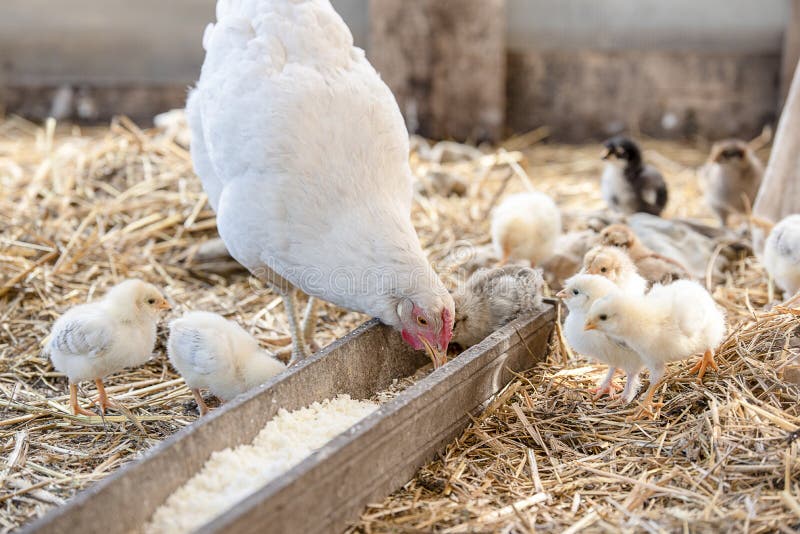 Witte Kip En Kleine Leuke Kippen in De Kooi Stock Foto - Image of ...