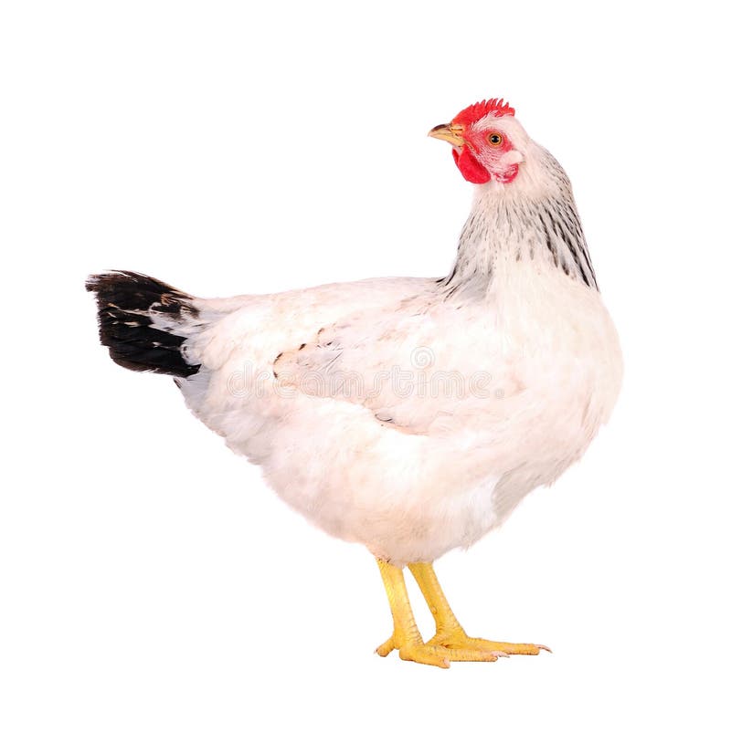 Witte kip op wit. stock afbeelding. Image of studio, kuiken - 21090119