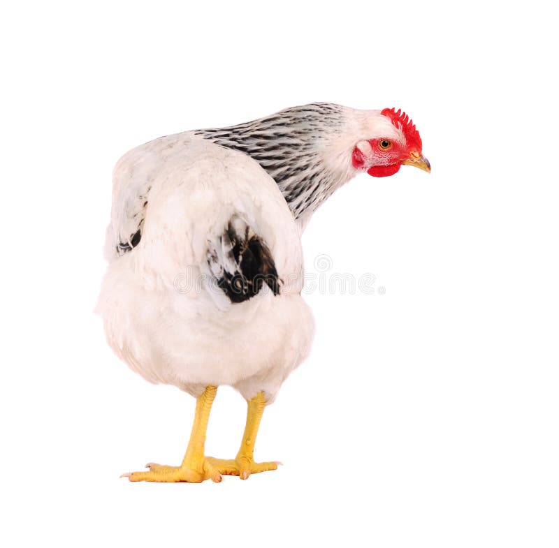 Witte kip op wit. stock foto. Image of studio, tribune - 21090130
