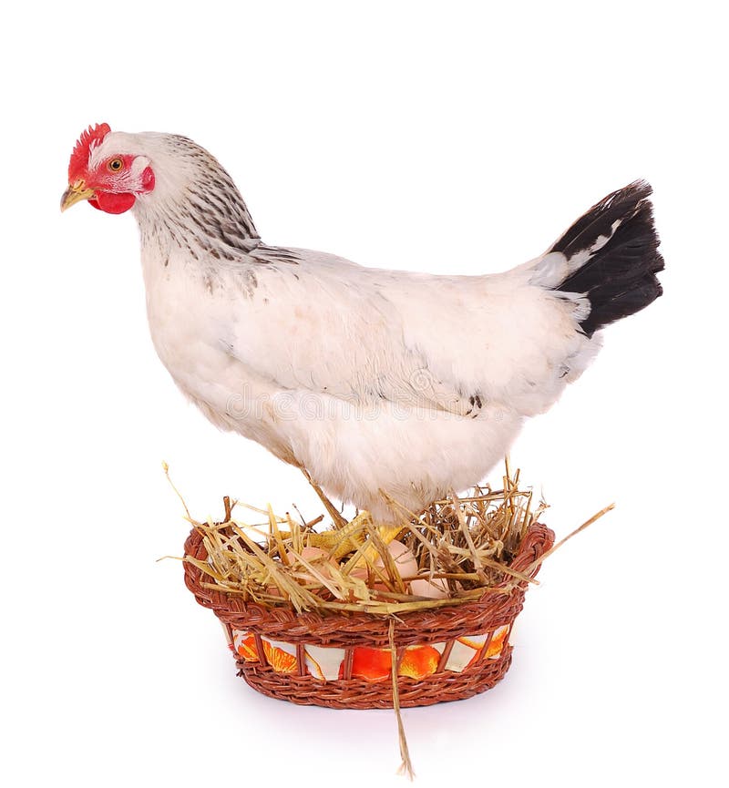 Kip Met Kippen Die De Korrel Eten Stock Foto - Image of grappig, bomen ...