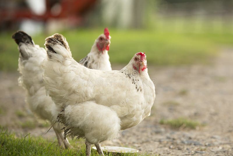 Witte kippen stock foto. Afbeelding bestaande uit kippen - 102967874