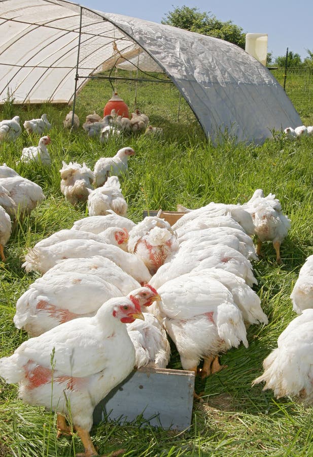 Witte kippen stock afbeelding. Image of dier, land, gevogelte - 5368507