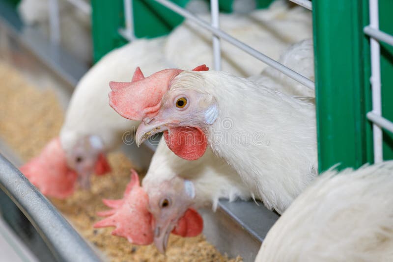 Witte Kippen in Een Rij Op De Boerderij Stock Foto - Image of gevogelte ...