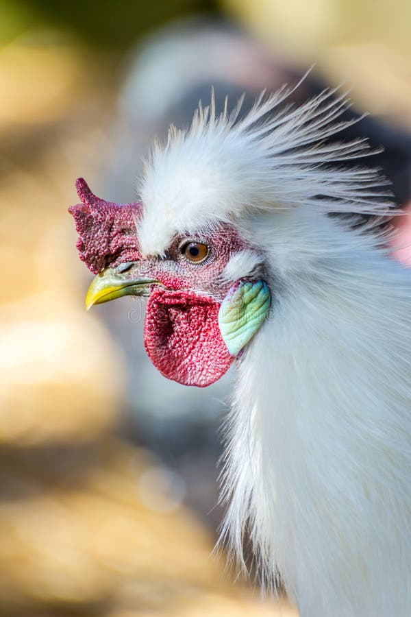 Witte Kippen Dichte Omhooggaand Stock Foto - Image of gevogelte ...